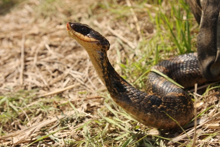 Eastern Hognose Snake - Daviess Co Audubon Society