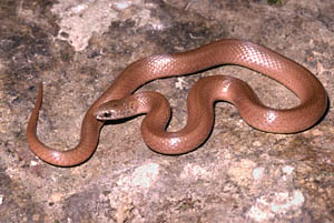 Western (Smooth) Earth Snake - Daviess Co Audubon Society