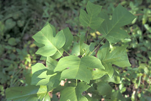 Yellow-poplar - Daviess Co Audubon Society