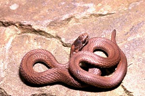 Northern Redbelly Snake - Daviess Co Audubon Society