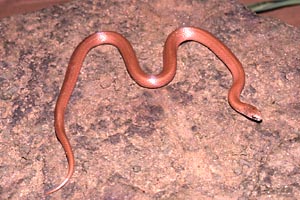 Western (Smooth) Earth Snake - Daviess Co Audubon Society